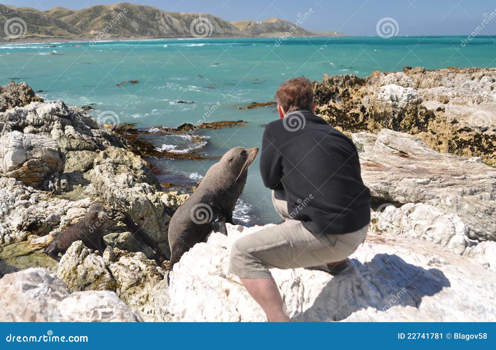 Tourist Taking Photo of a Young Curious Seal Stock Image - Image of ...