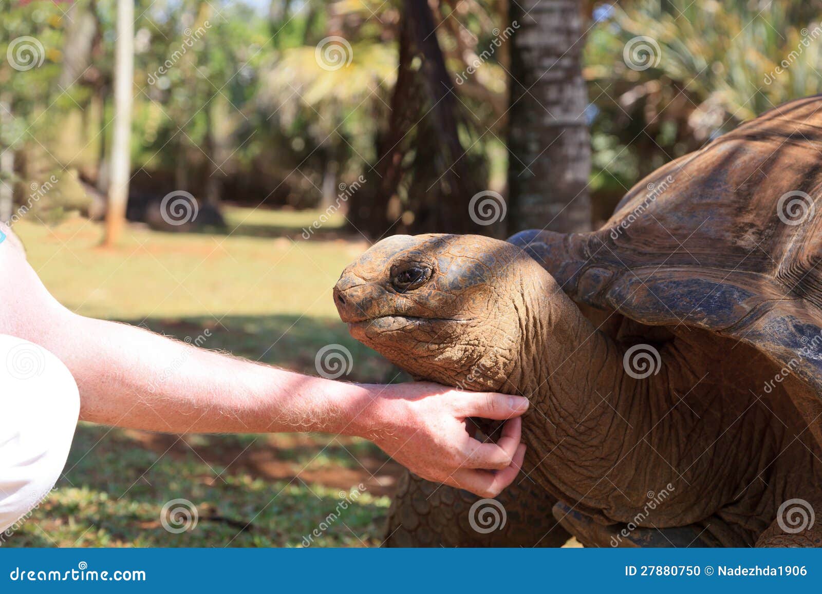 Tourist Touching Giant Turtle Stock Photo - Image of island, park: 27880750