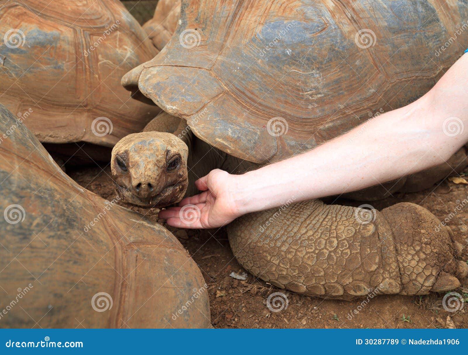 Tourist Touching Giant Turtle Stock Image - Image of park, african ...