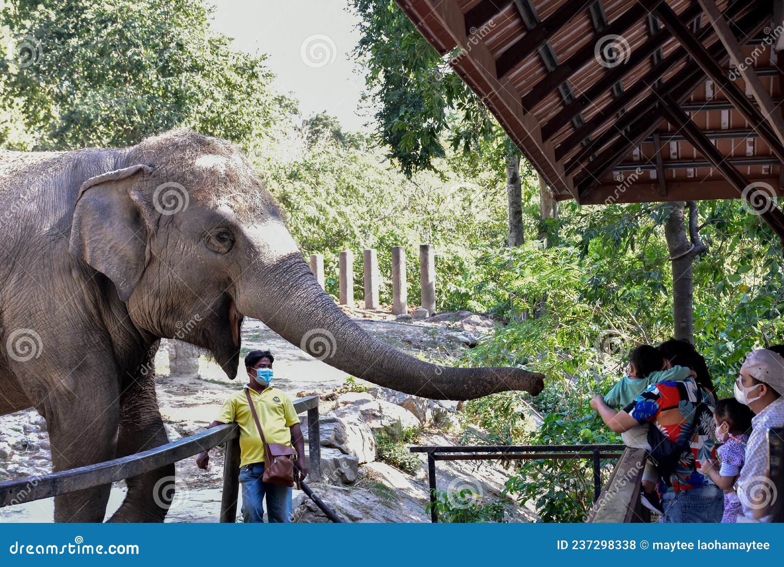 Tourist Visited an Elephant in the Zoo. Editorial Stock Photo - Image ...