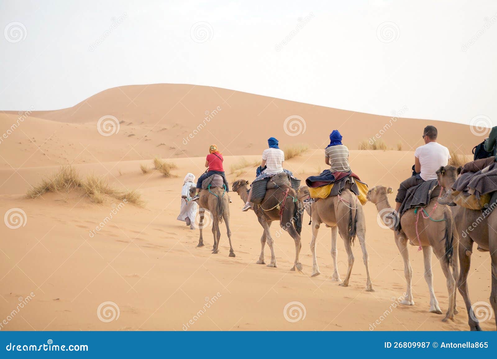 Tourists on the camel editorial photography. Image of tourism - 26809987