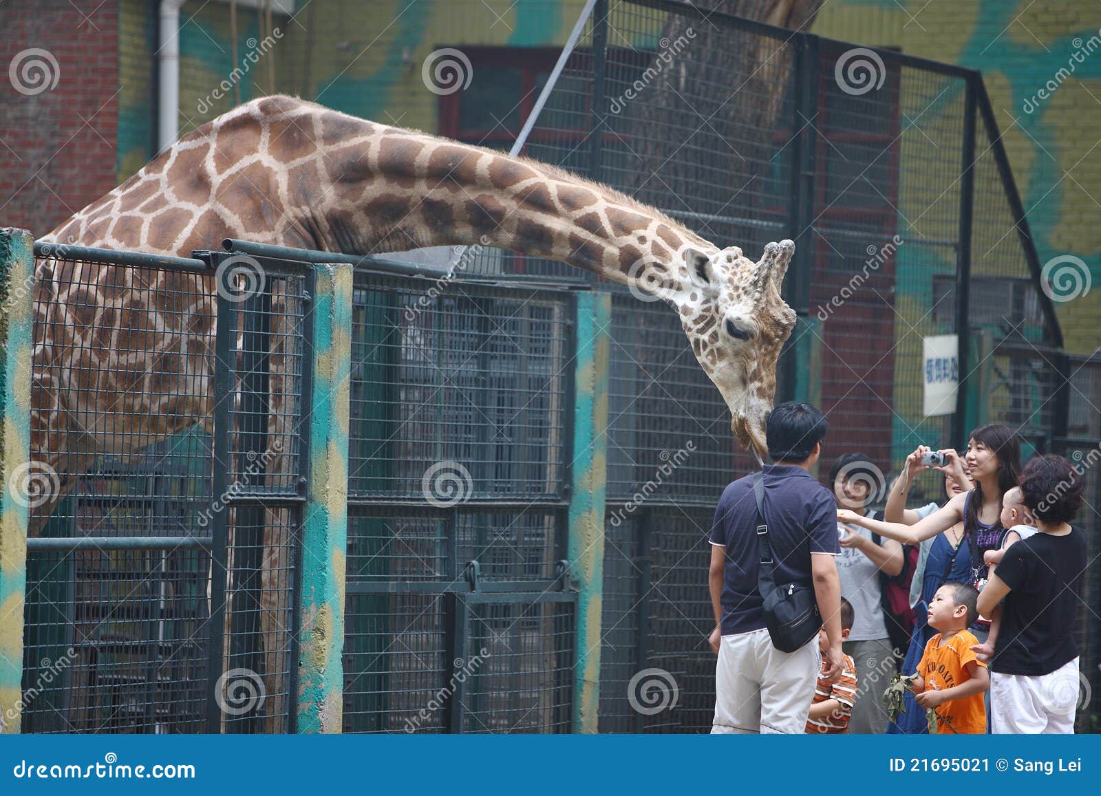 Tourists Feed Wild Sika Deers With Crackers Cookies Senbei In Nara Park ...