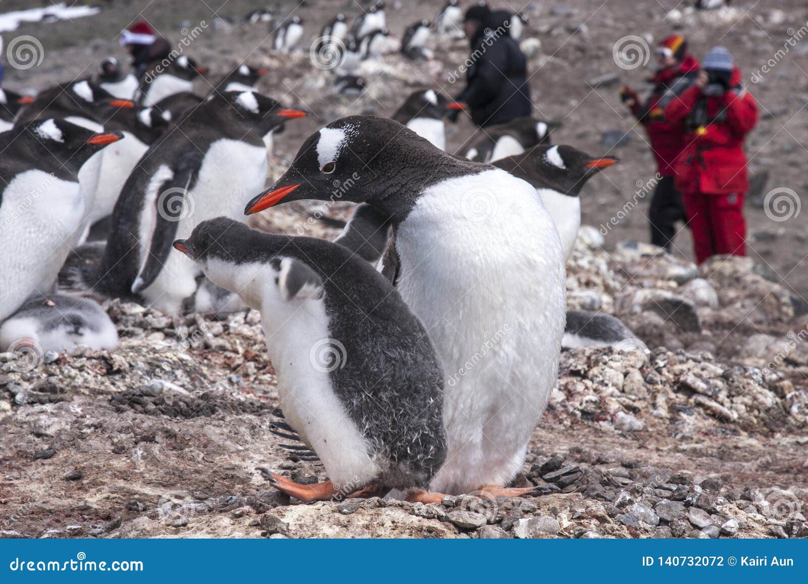 Tourists at the Penguin Rookery Editorial Photography - Image of polar ...