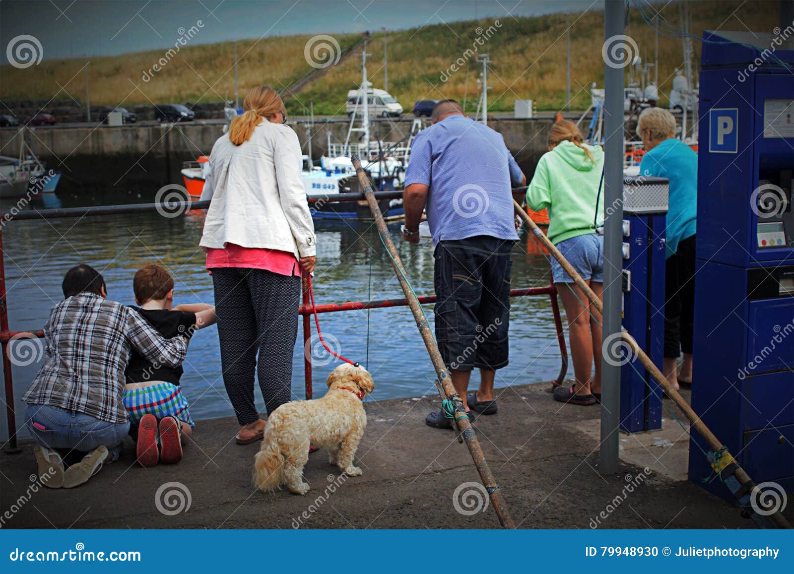 Tourists Watching and Feeding Seals in Eyemouth in Scotland. 07.08 ...
