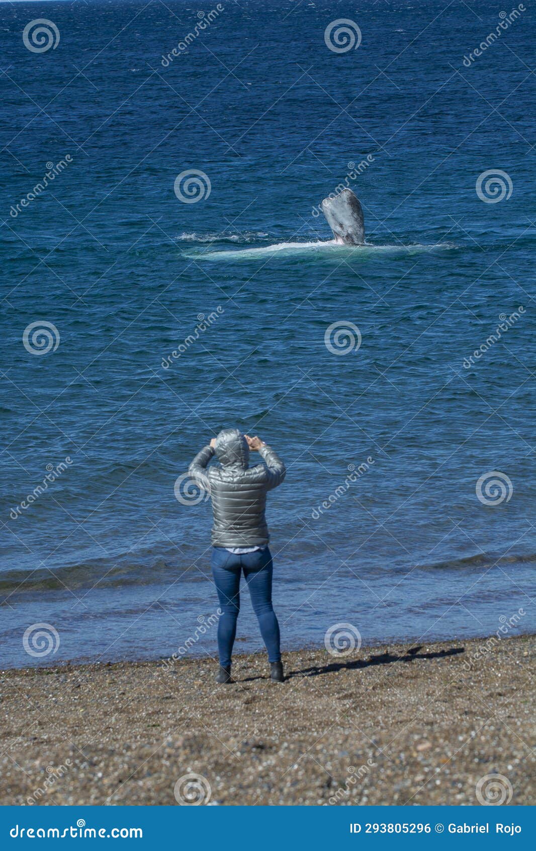 Two Whales Jumping In One Ocean SeaWorld`s Signature Killer Whale ...