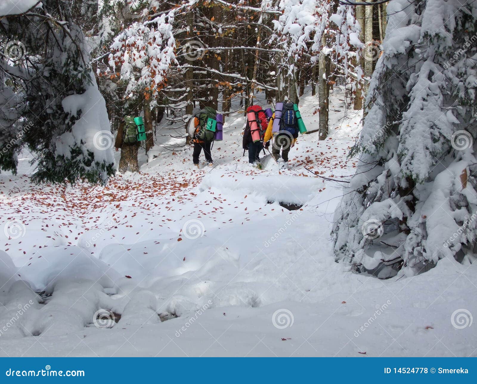 Tourists in winter wood stock photo. Image of campaign - 14524778