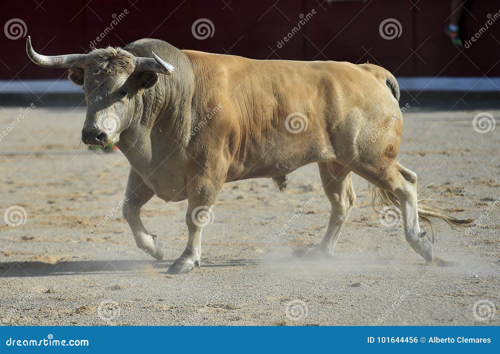 Touro foto de stock. Imagem de medo, feroz, animal, tourada - 101644456