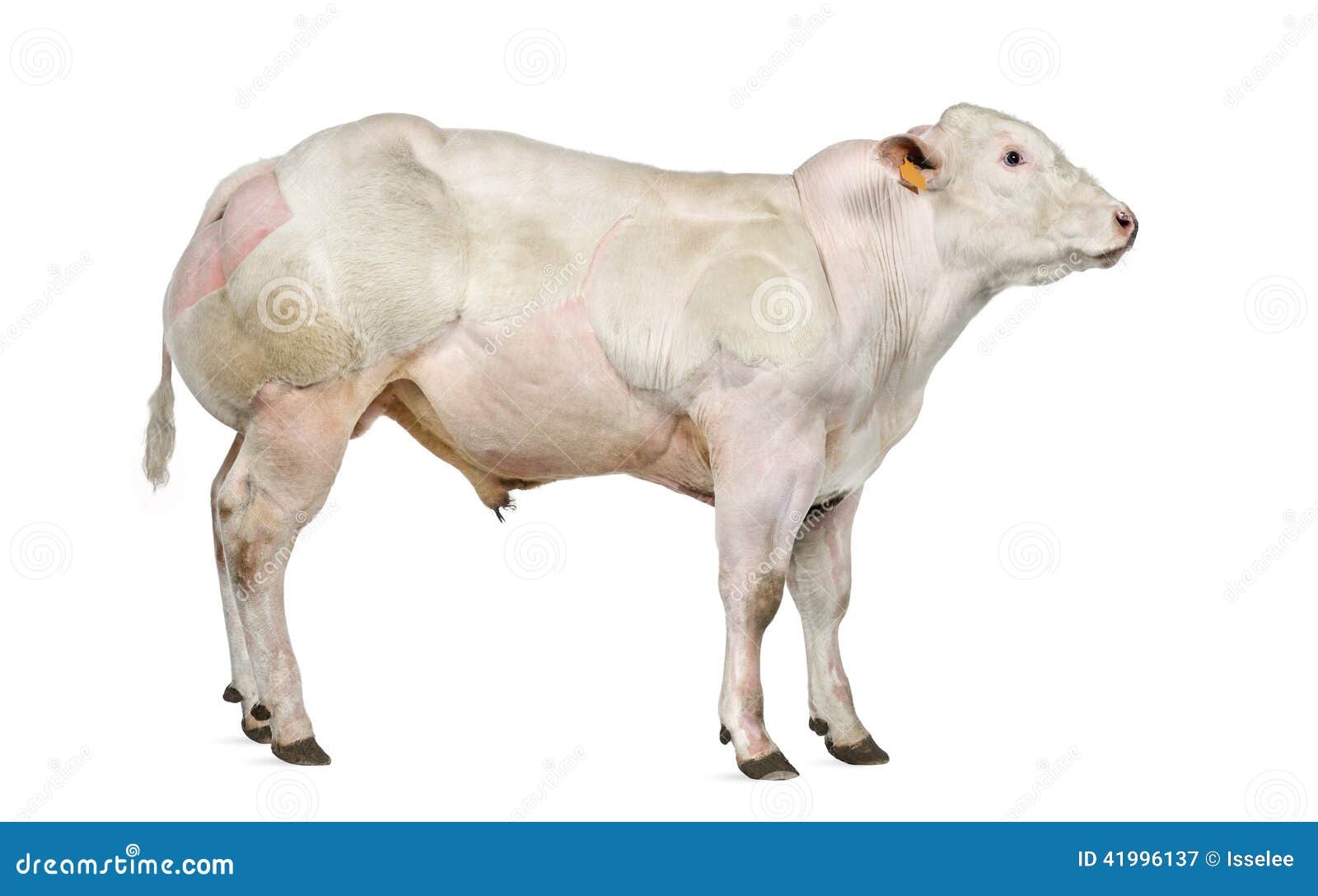 Touro Azul Belga (8 Meses Velho) Imagem de Stock - Imagem de vista ...