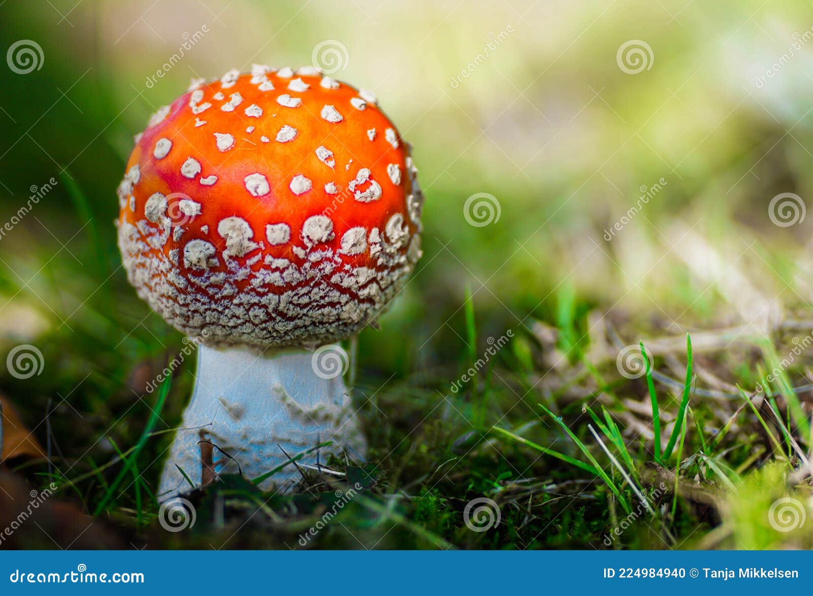 Mushroom Spores Drawing Stock Photos - Free & Royalty-Free Stock Photos ...