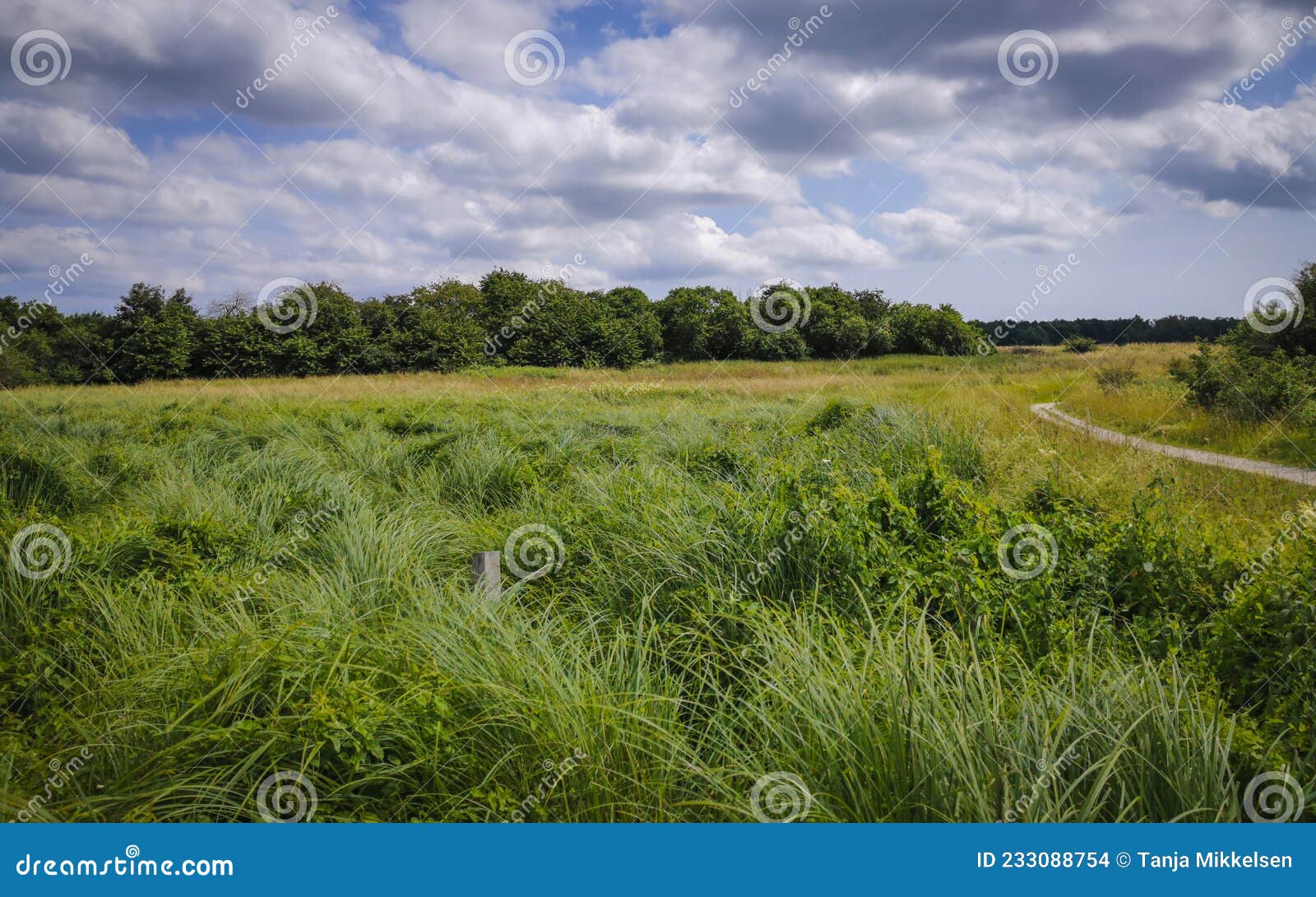 Grass field landscape stock photo. Image of lawn, field - 233088754