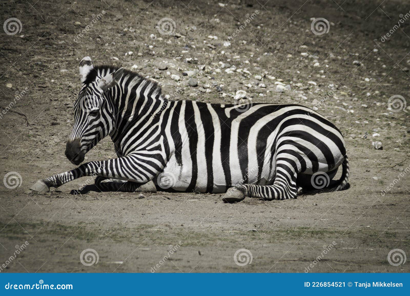 Zebra relaxing stock image. Image of pattern, print - 226854521