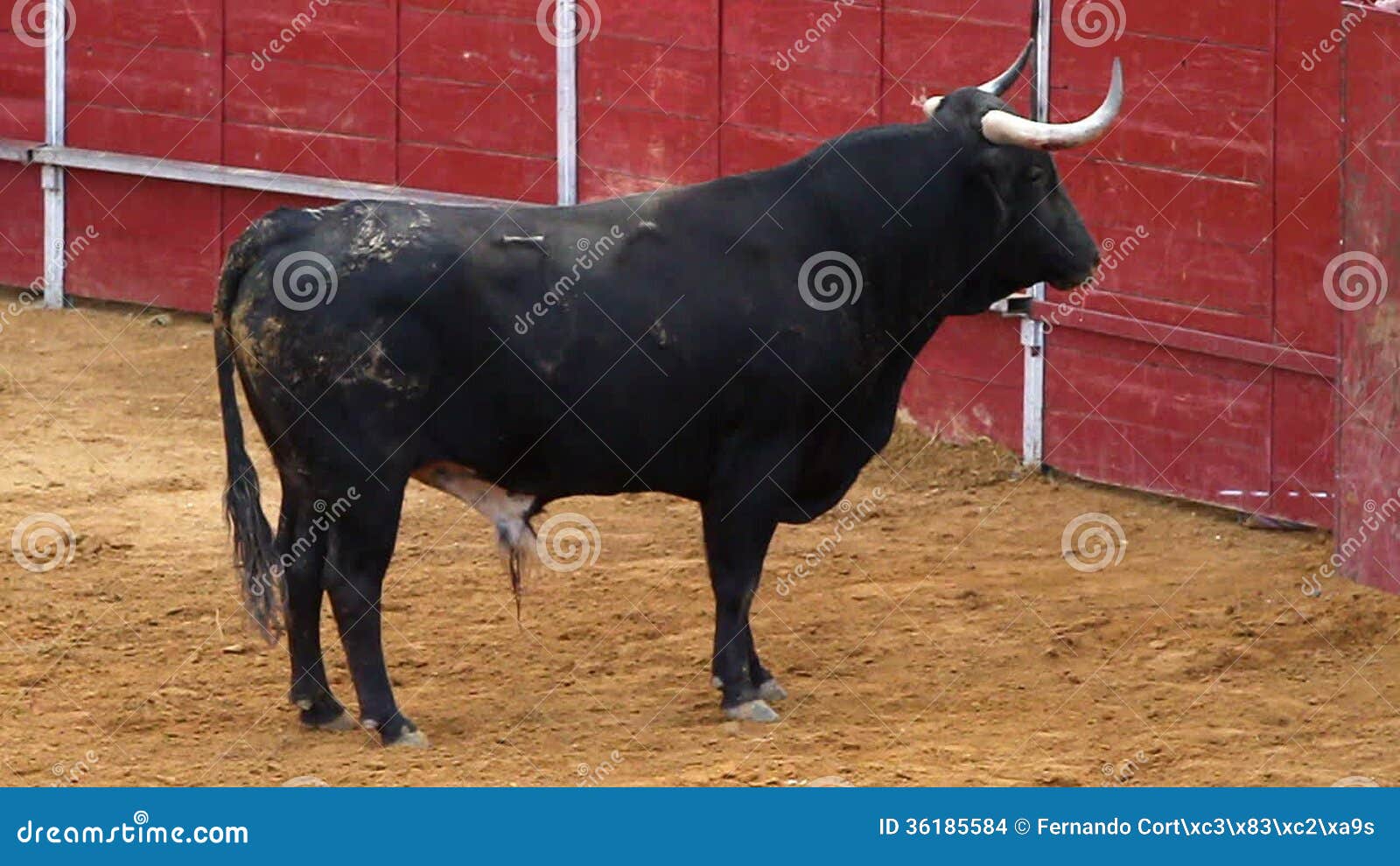Touro Espanhol Poderoso, Arena Da Tourada Video Estoque - Vídeo de ...