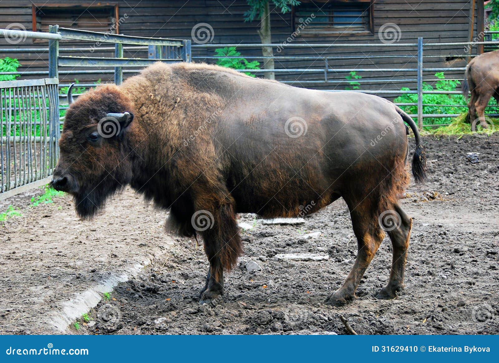 Touro peludo grande foto de stock. Imagem de perfil, marrom - 31629410