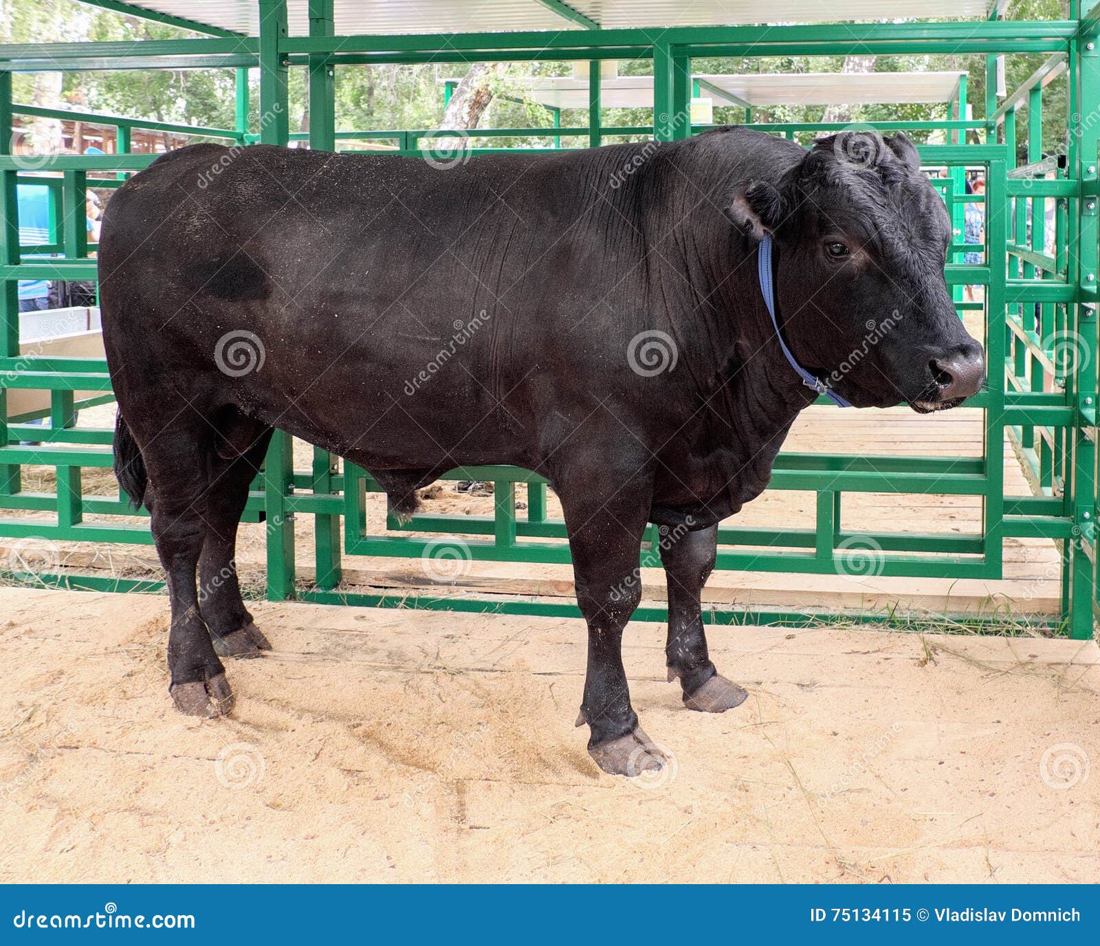 Touro Raça - Aberdeen Angus Imagem de Stock - Imagem de angus, gado ...