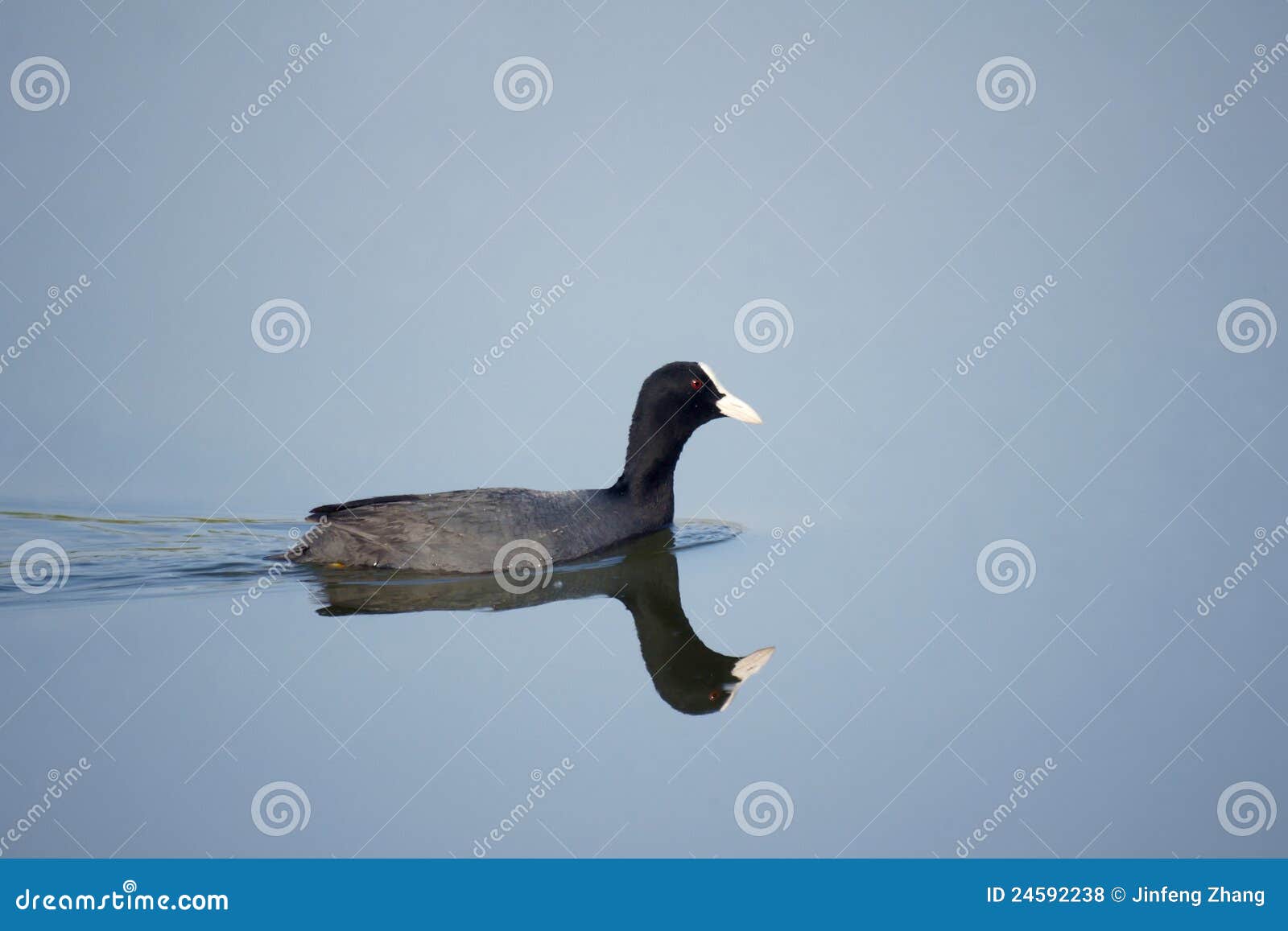 Tourte photo stock. Image du fleuve, blanc, marais, animal - 24592238