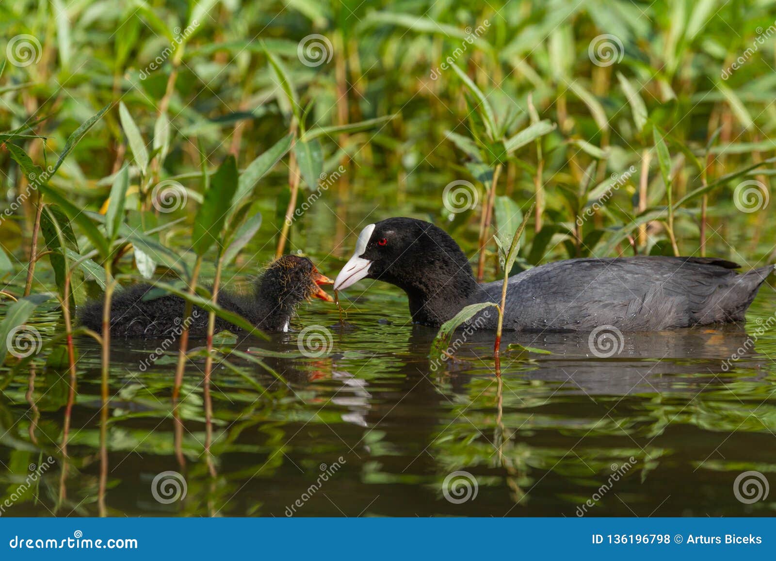 Tourte commune photo stock. Image du ailes, faune, étang - 136196798