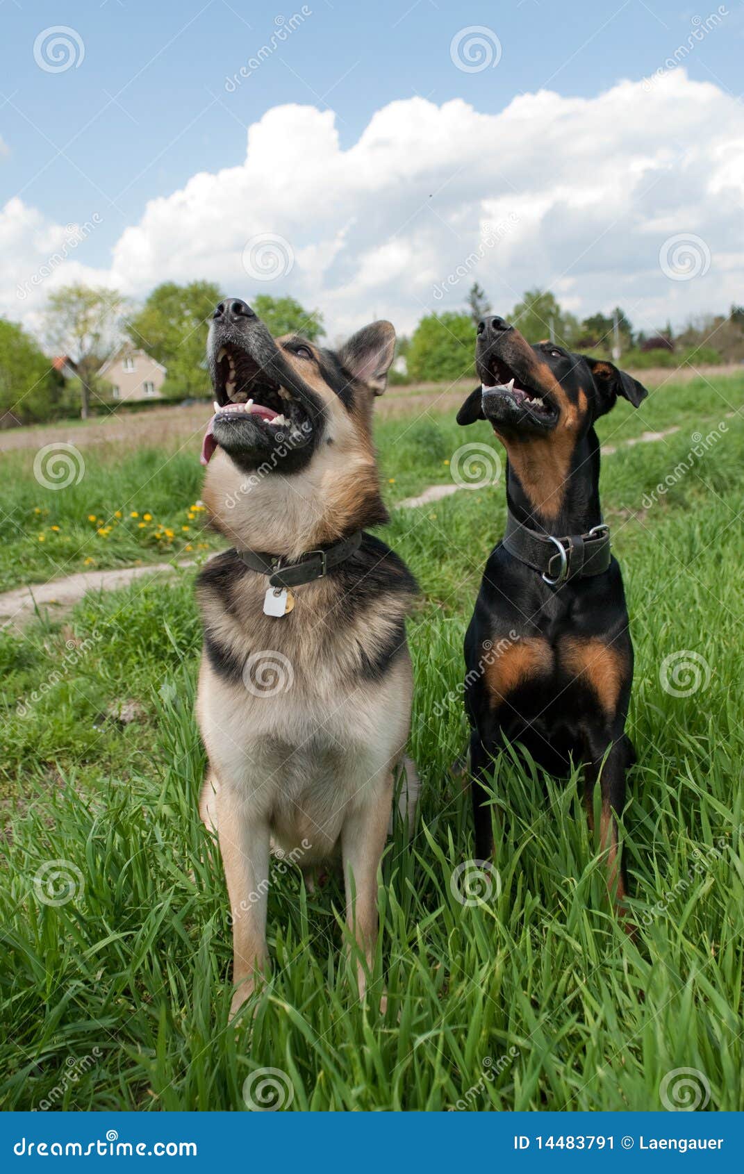 Tow dogs training outside stock image. Image of friend - 14483791