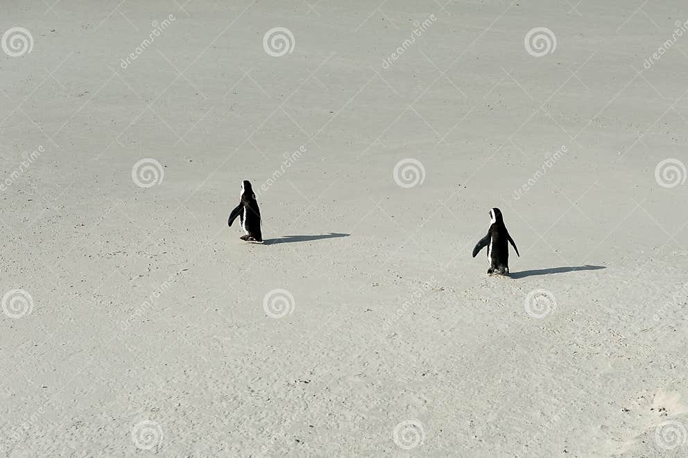 Tow penguin walking stock photo. Image of south, wildlife - 71885108