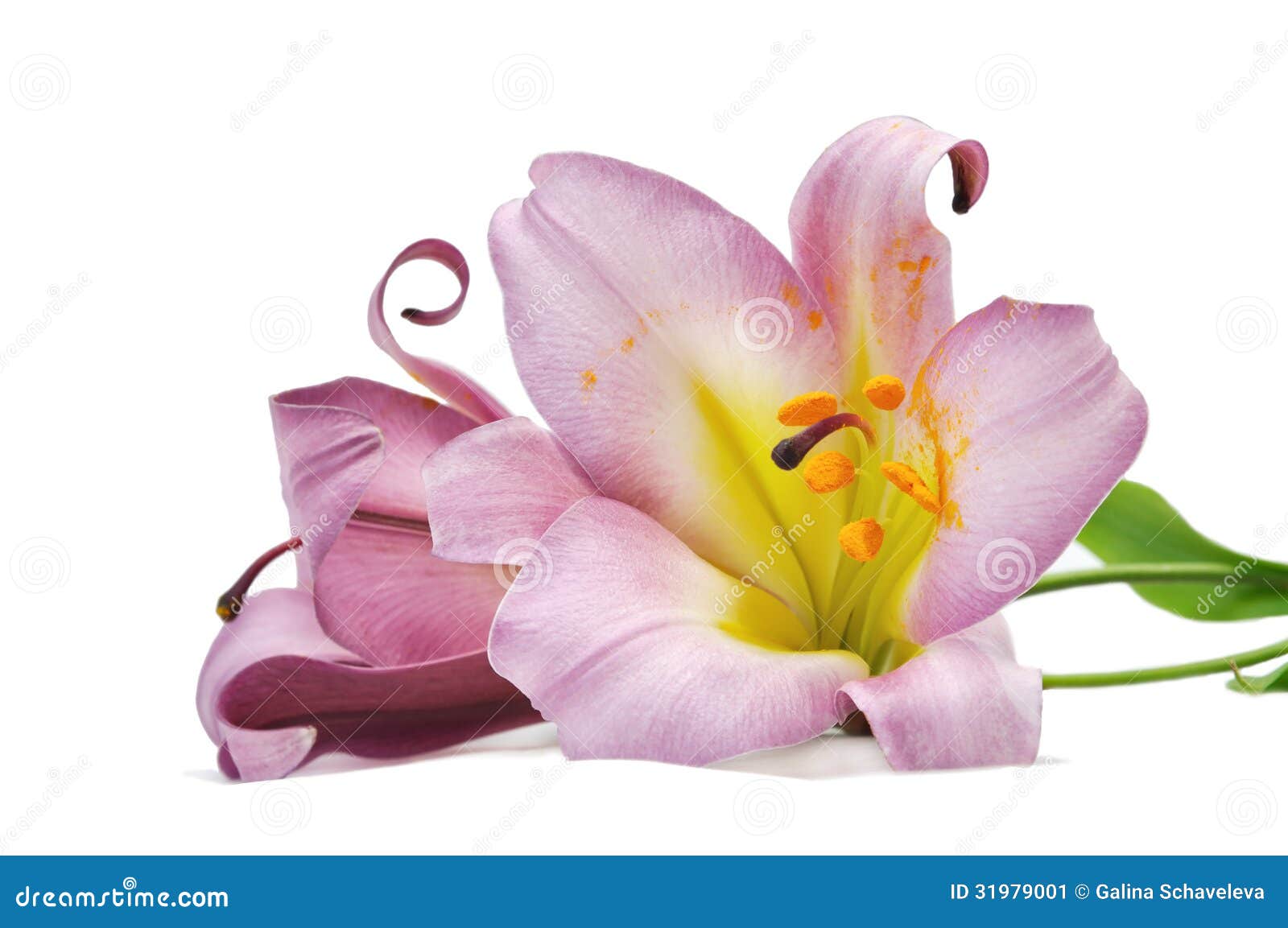 Tow violet lily stock image. Image of white, nature, postcard - 31979001