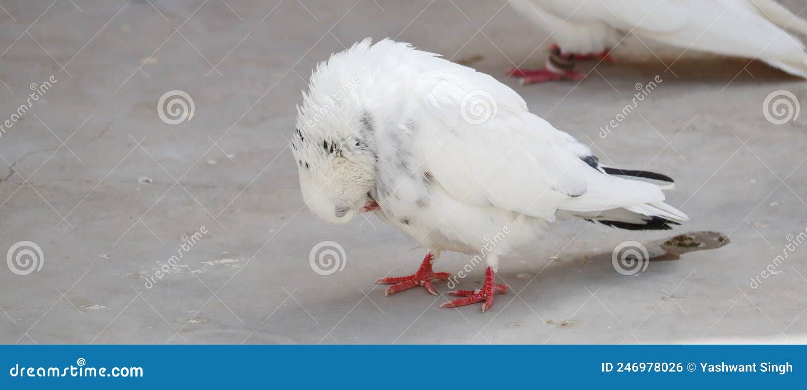 White pigeon preening stock photo. Image of domestica - 246978026