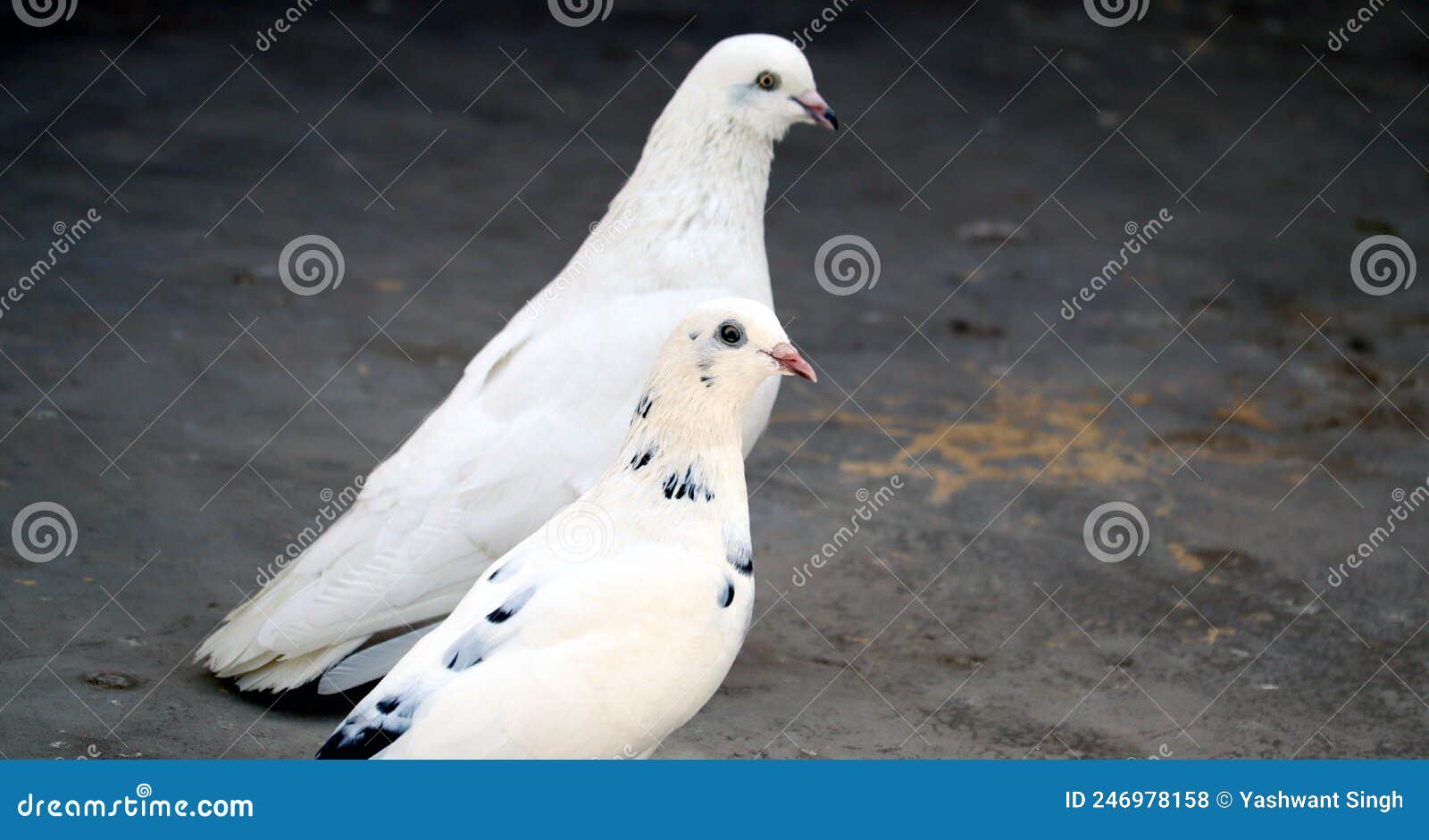 Two white pigeons stock photo. Image of animals, stood - 246978158