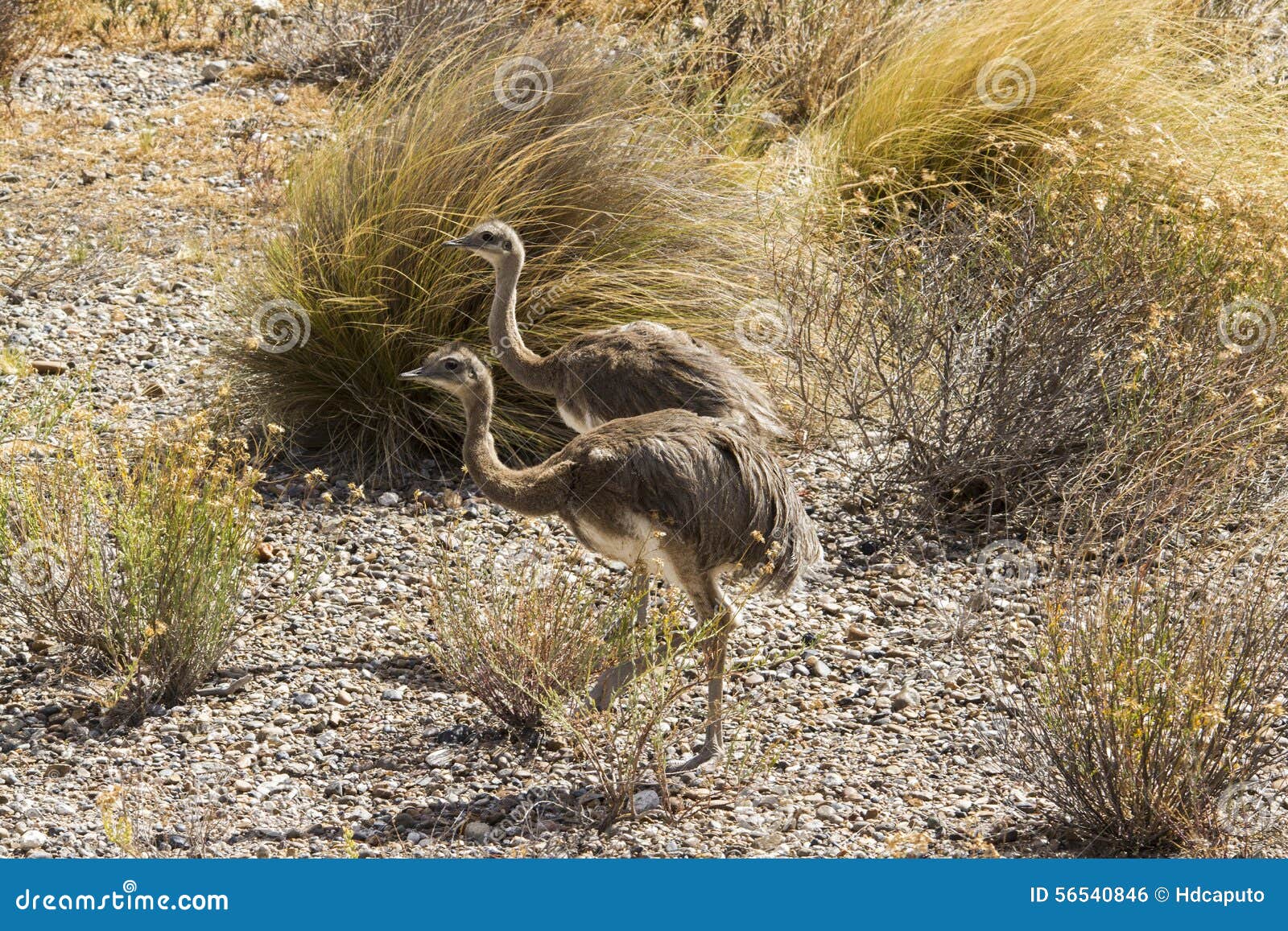 Tow young lesser rhea stock photo. Image of feather, grassland - 56540846