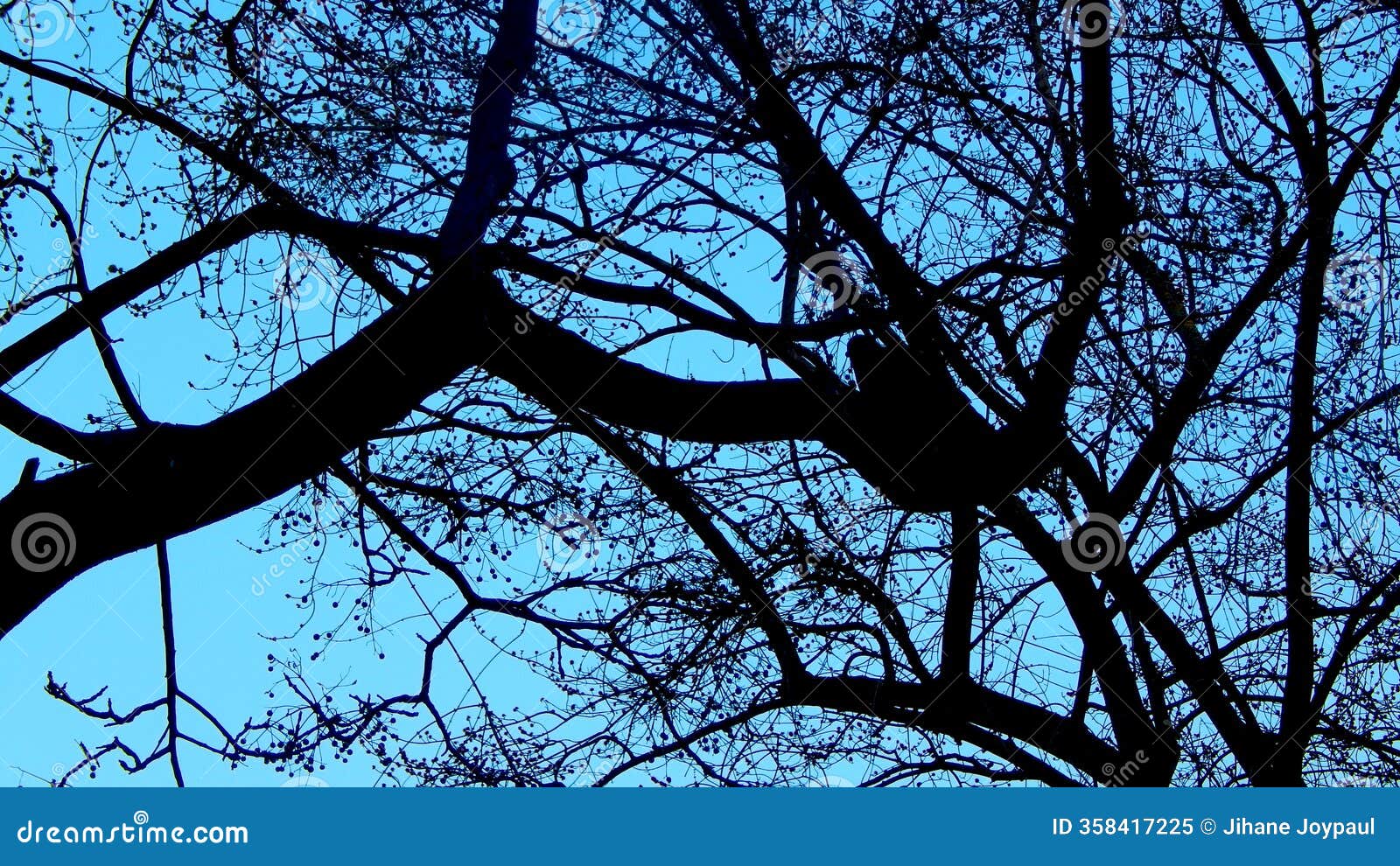 The Tower of Branch Silhouettes and the Hidden Pigeon Stock Image ...
