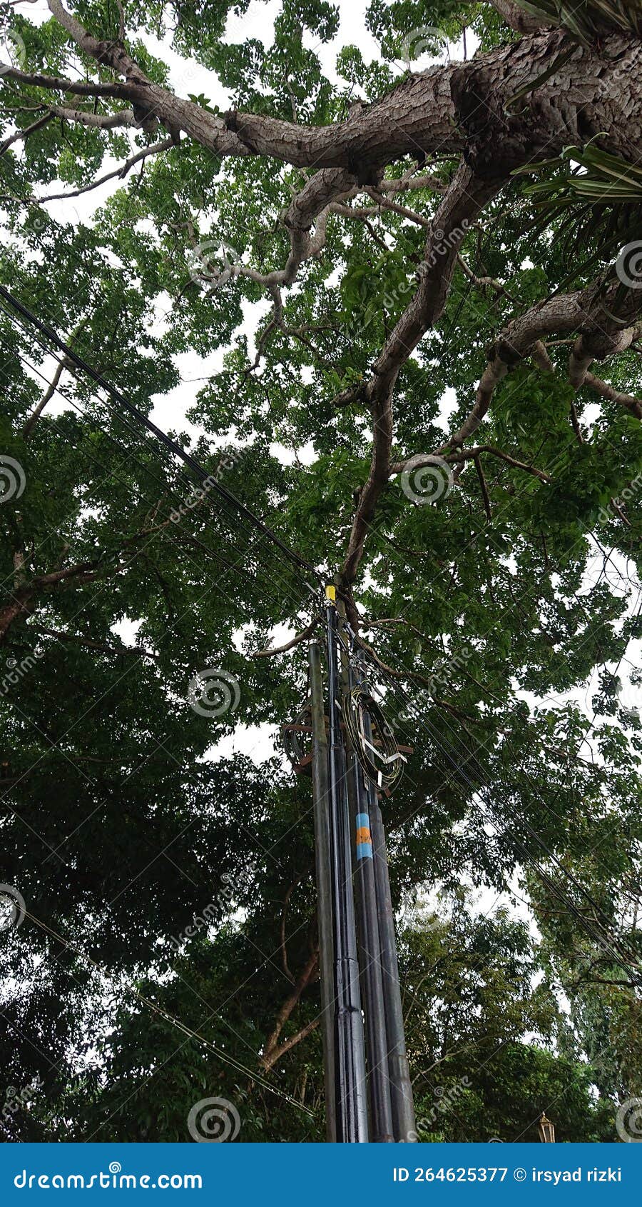 Tower Cable on between a Tree Stock Image - Image of jungle, tower ...