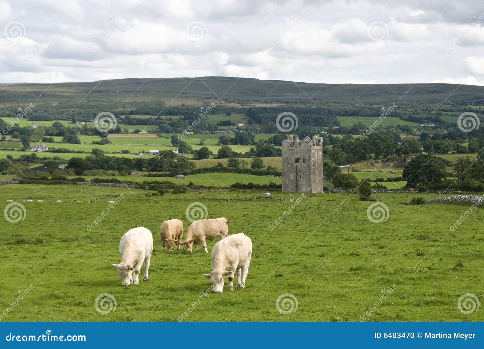 Tower in Ireland with cows stock photo. Image of europe - 6403470