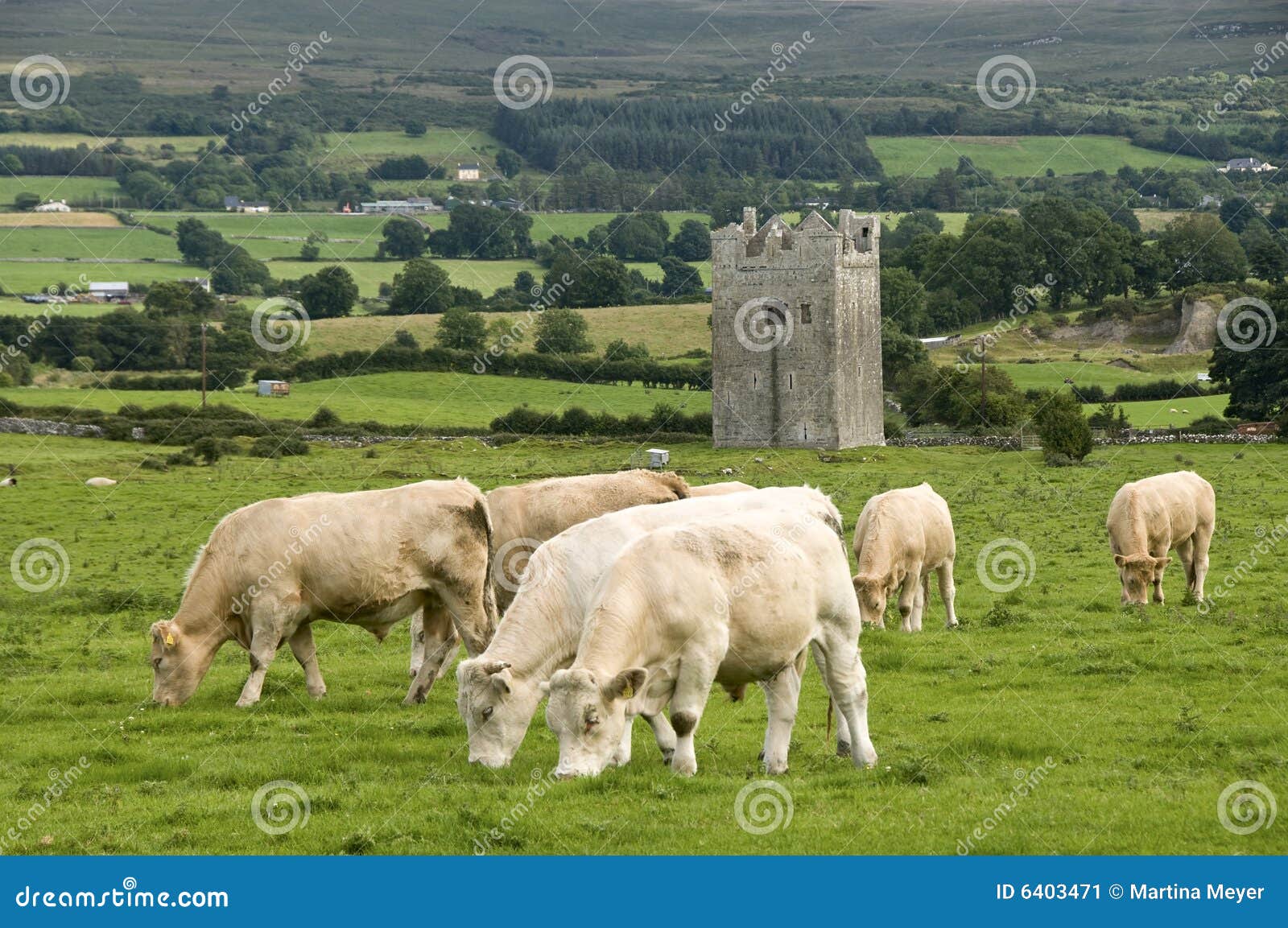 Tower in Ireland with cows stock image. Image of famous - 6403471