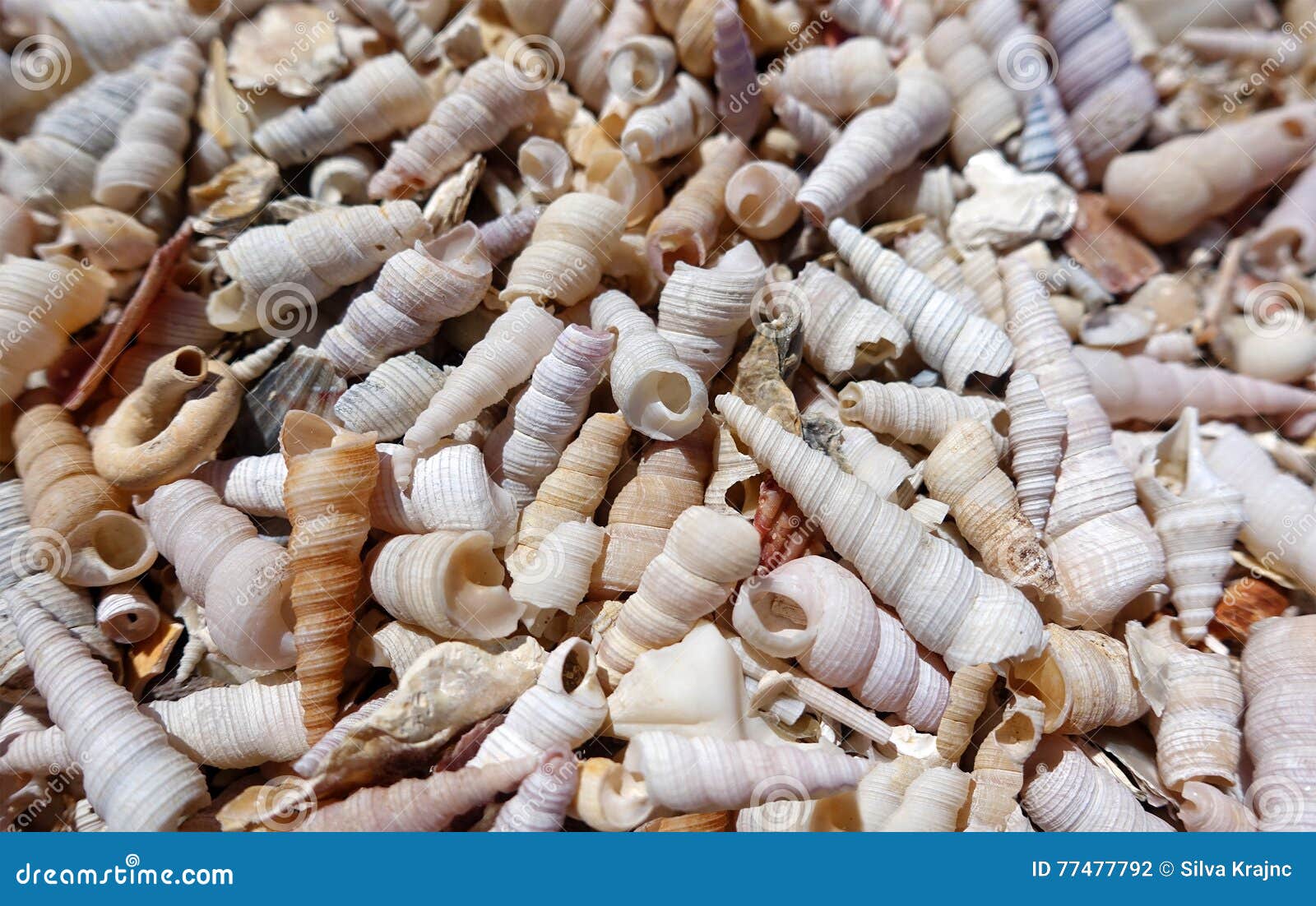 Tower shells on the beach stock photo. Image of beautiful - 77477792