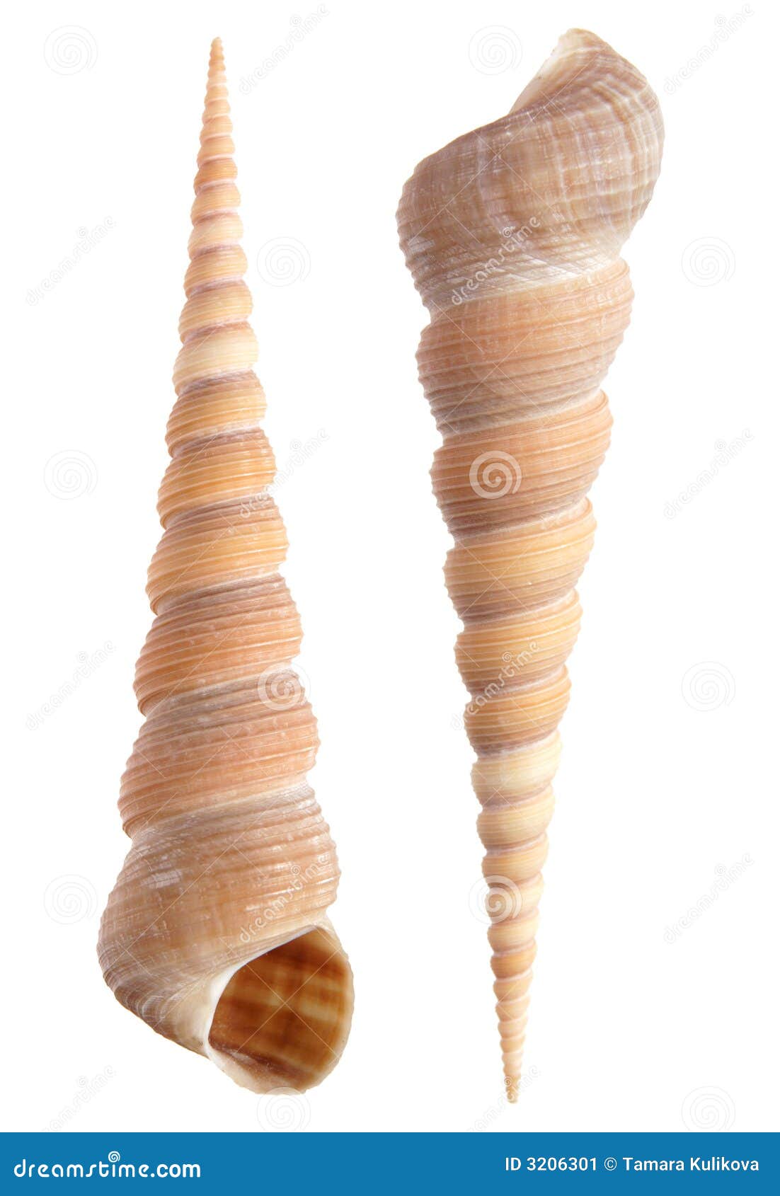 Tower shells, isolated stock image. Image of spiraling - 3206301