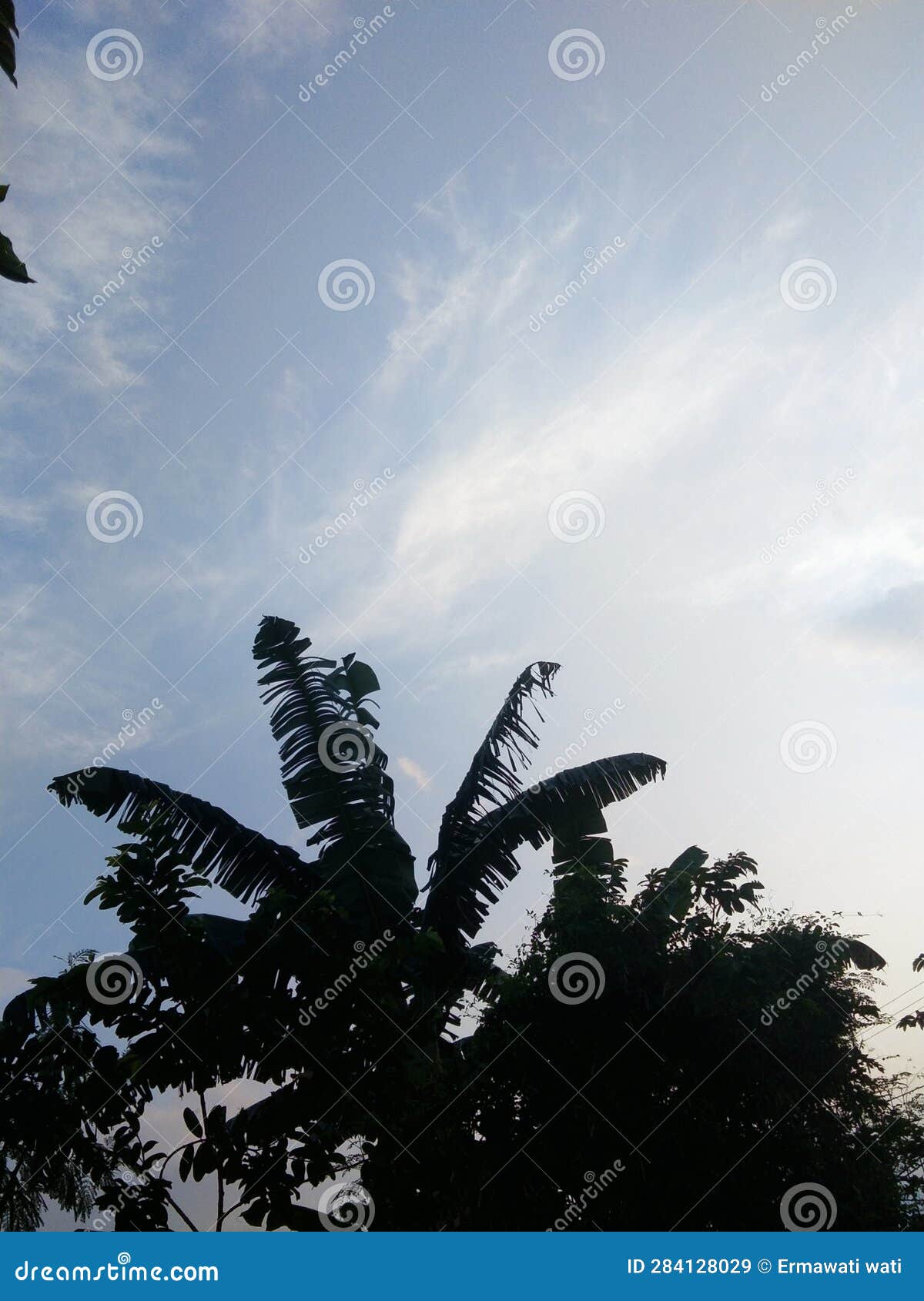 Towering Banana Tree in Front of the House Stock Image - Image of ...