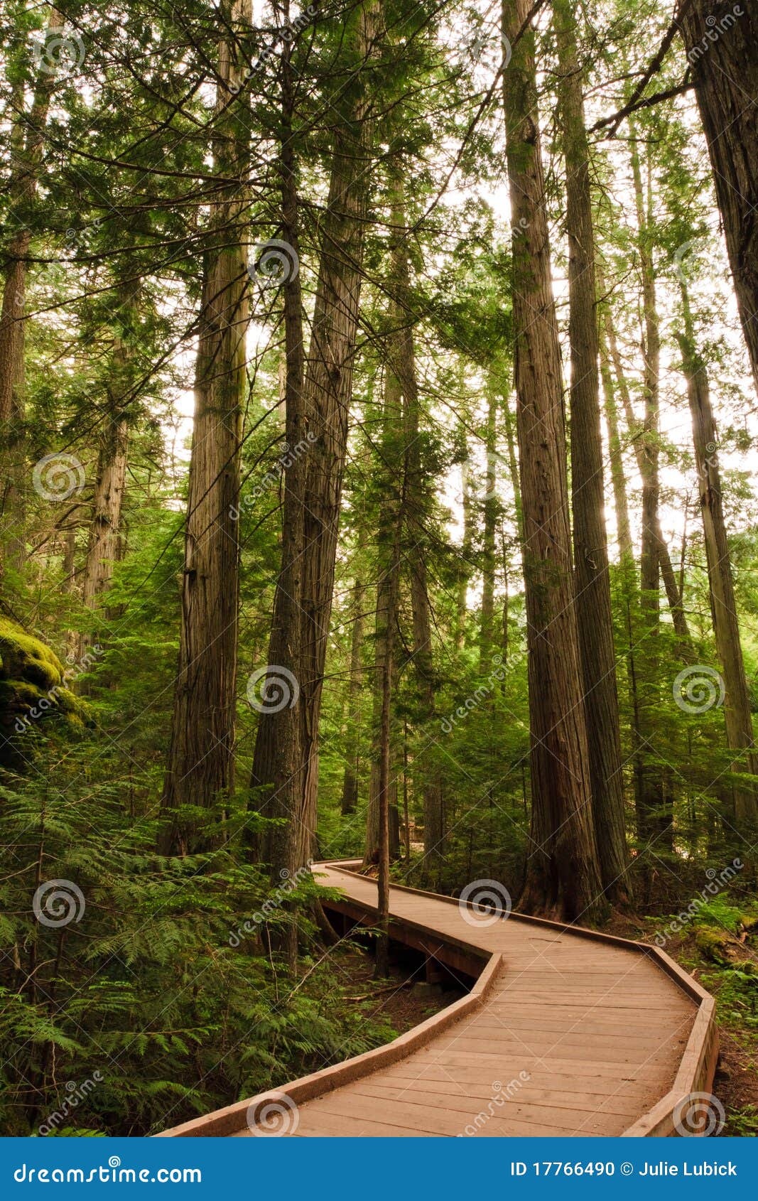 Towering Cedars stock photo. Image of tall, outdoor, forest - 17766490