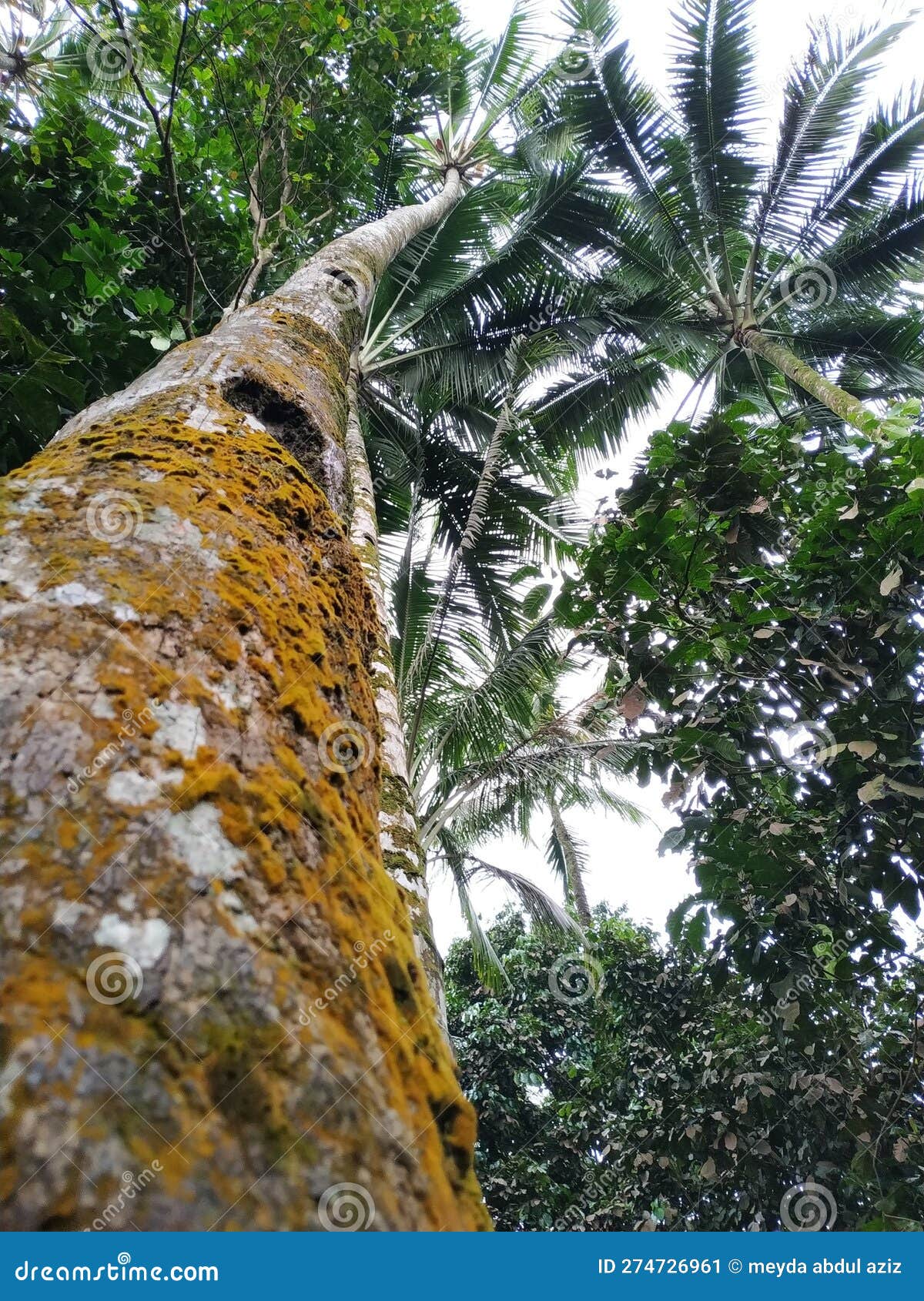 Towering Coconut Trees Look Like an Umbrella for Life Underneath Stock ...