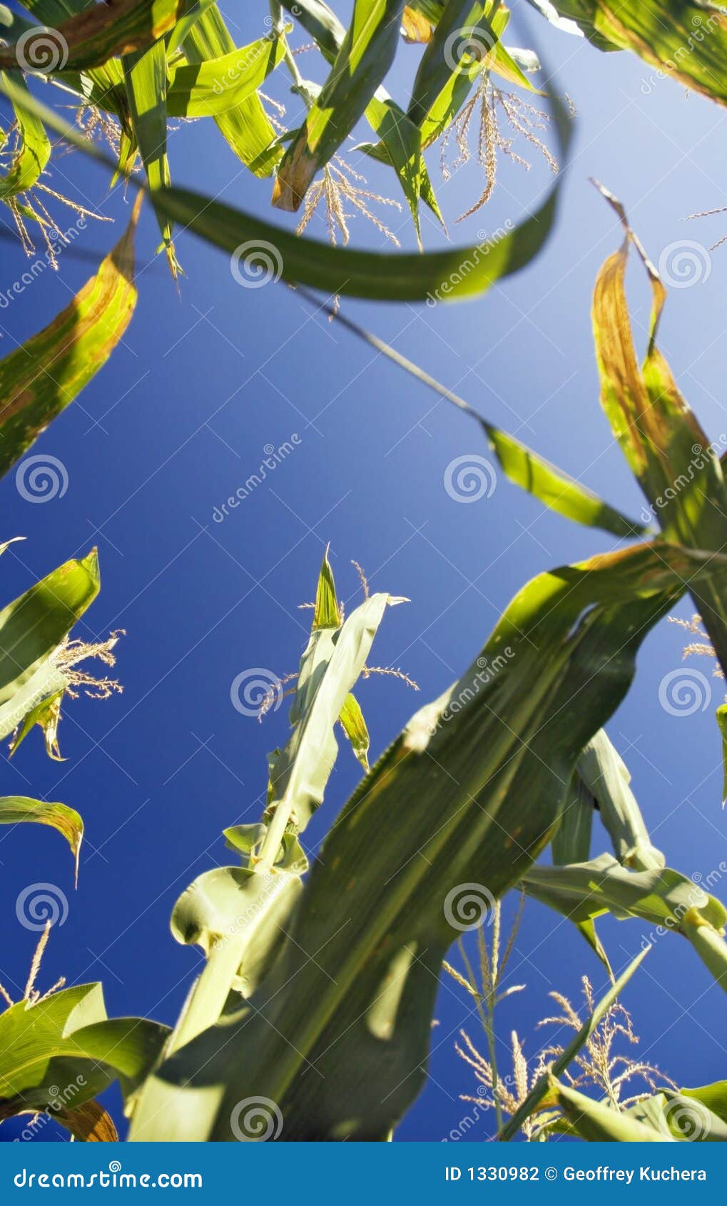 Towering Corn Stalks stock photo. Image of sweet, crop - 1330982