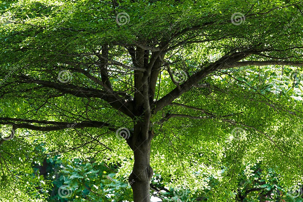 Towering High Tree Green Leaf and Lofty Branches Stock Photo - Image of ...