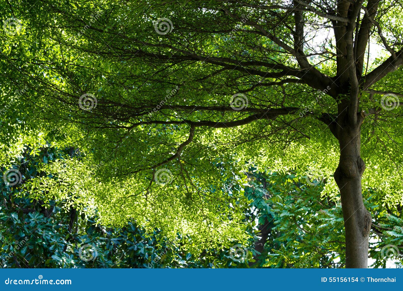 Towering High Tree Green Leaf and Lofty Branches Stock Photo - Image of ...