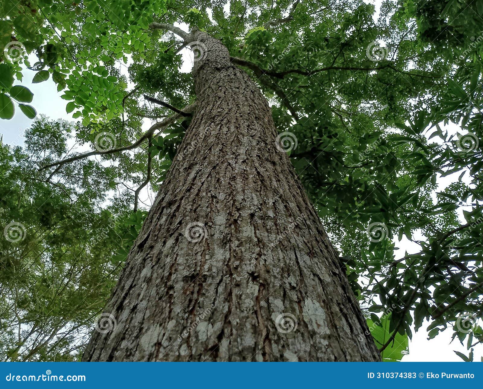 The Towering Mahogany Trees are Decades Old Stock Image - Image of ...