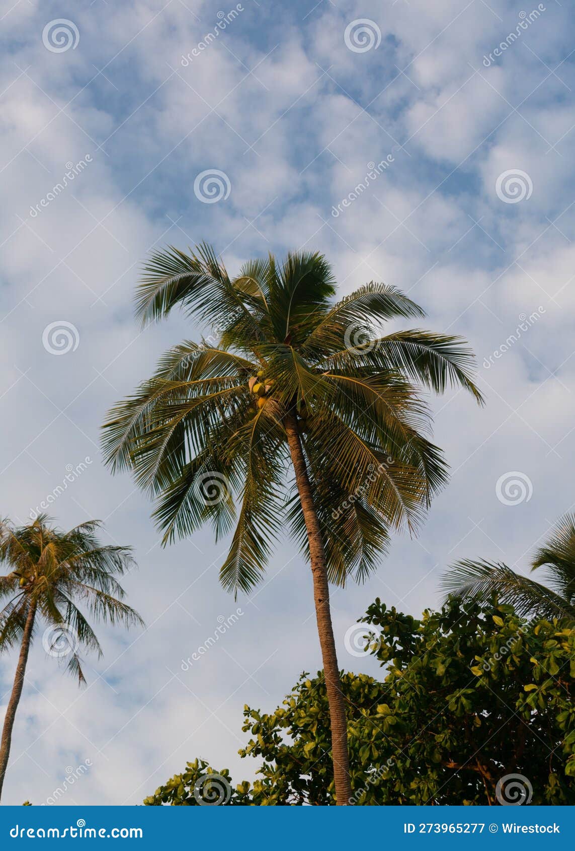 Towering Palm Tree Stands Proudly Against a Backdrop of White, Fluffy ...
