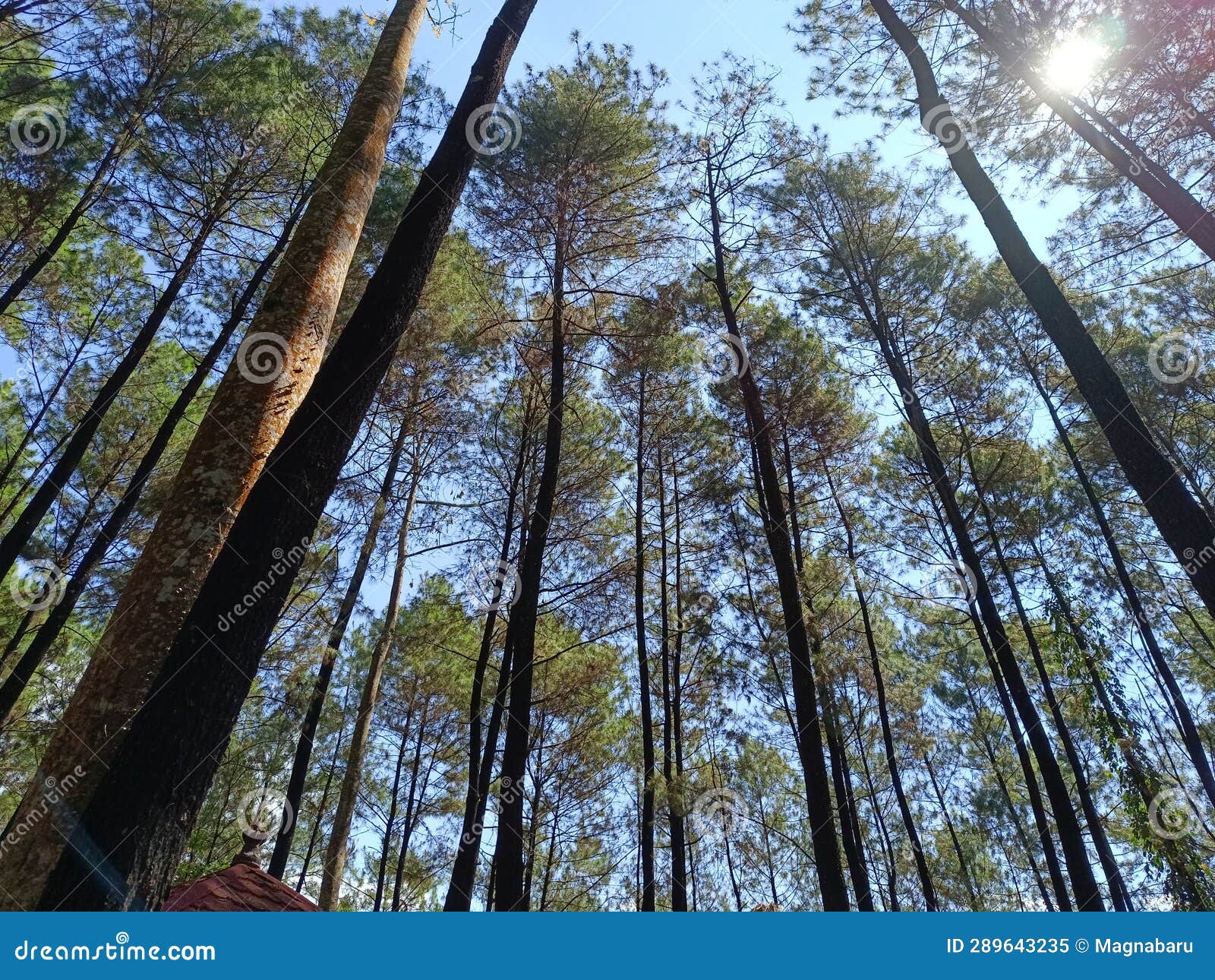 Towering Pine Trees with a Blue Sky Background Stock Image - Image of ...