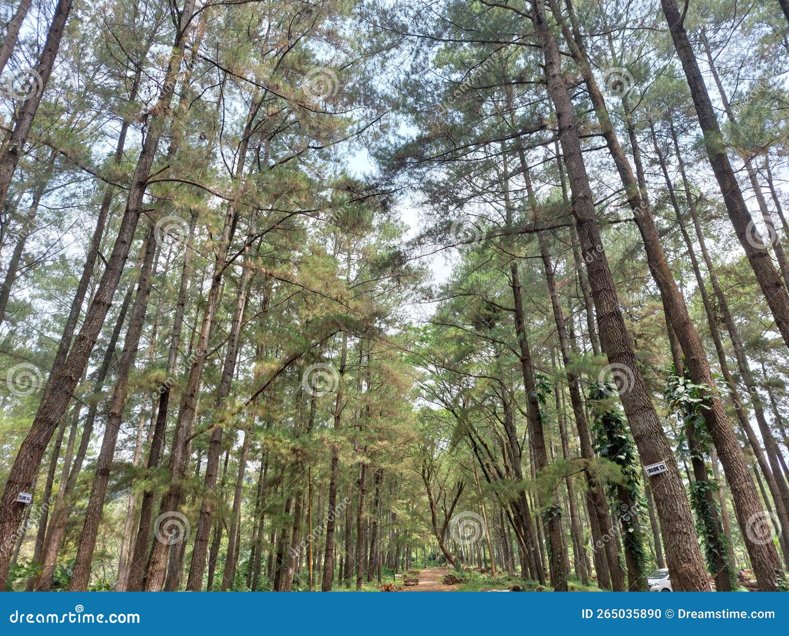 Towering Pine Trees and Covering the Clouds Stock Photo - Image of pine ...
