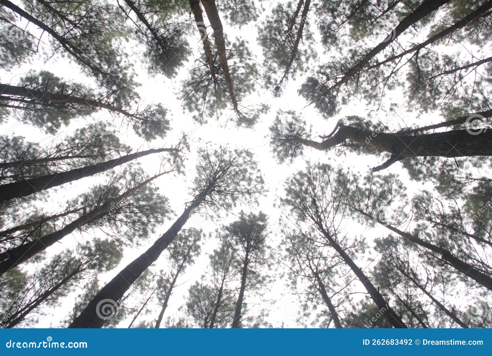 Towering Pine Trees Form a Nice Pattern Stock Photo - Image of flower ...