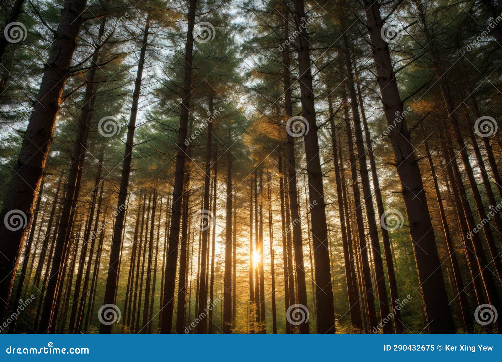 Towering Pine Trees Standing Tall Stock Image - Image of woods ...