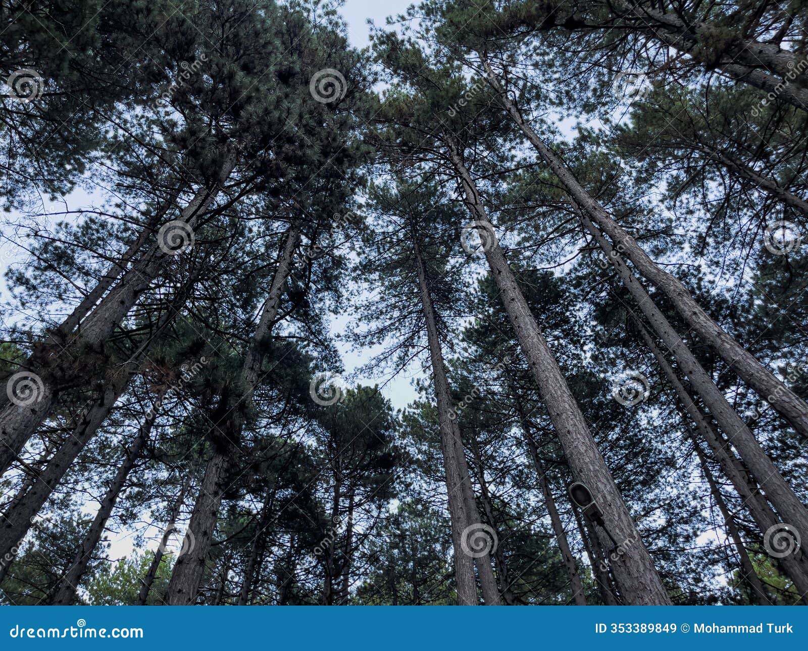Towering Pines in a Dense Forest Stock Image - Image of scenery, canopy ...