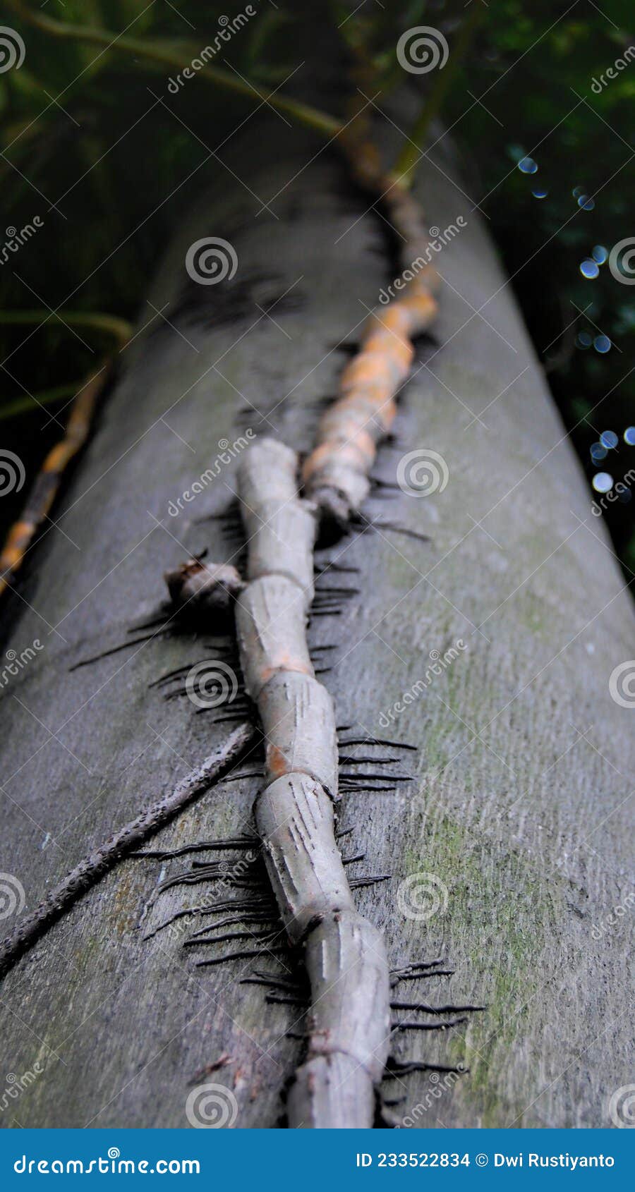 Towering Plant Roots Creeping Stock Photo - Image of nature, biology ...