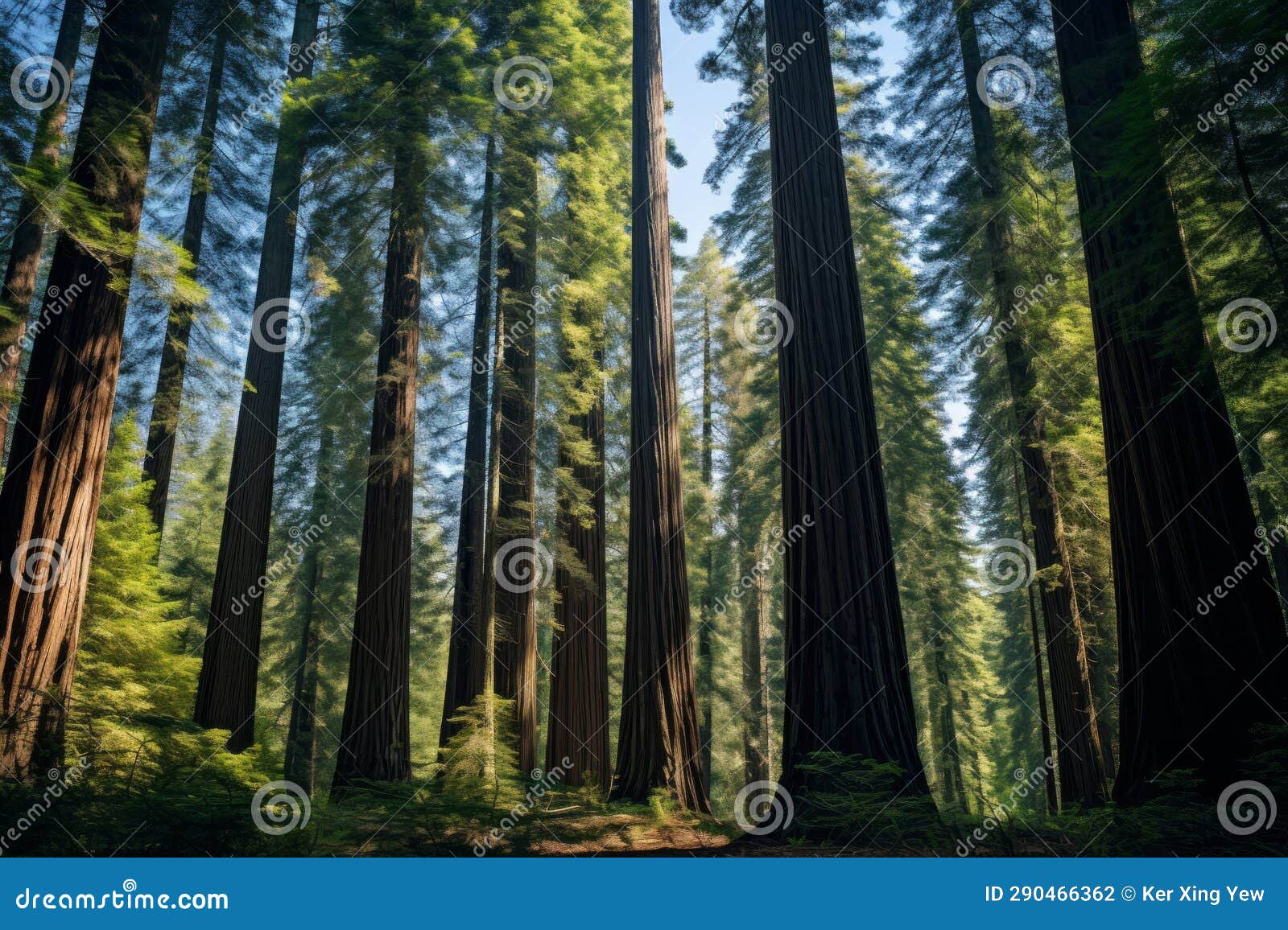 Towering Redwood Trees In A Misty Forest Isolated On A Transparent ...