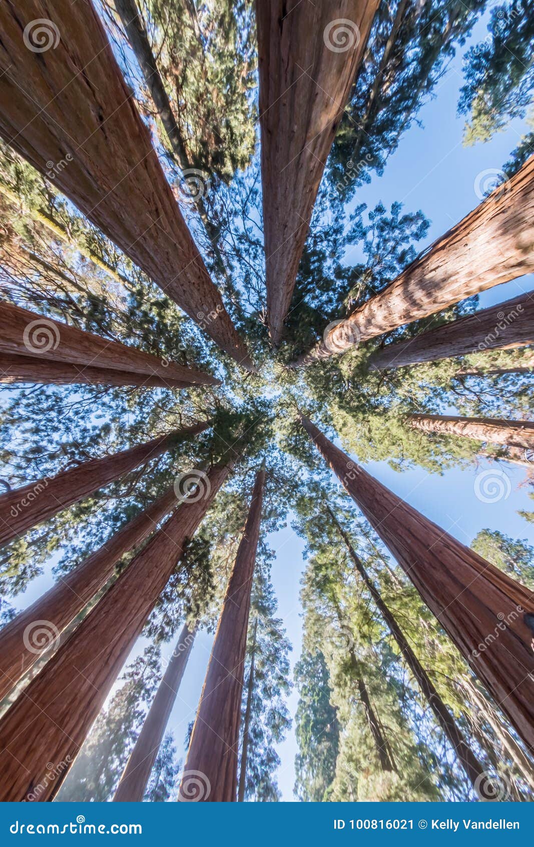 Towering Sequoia Canopy stock image. Image of trunks - 100816021