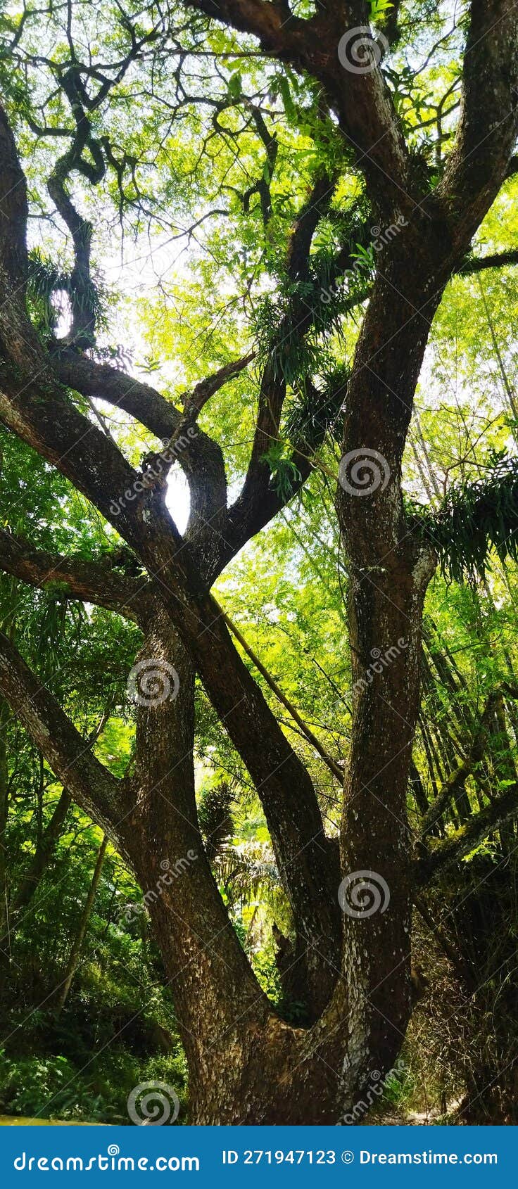 Towering Tall Shady Tree Trunks Stock Image - Image of branch, leaf ...