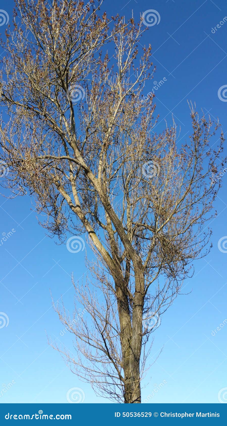 Towering tree stock image. Image of tallest, nature, washington - 50536529